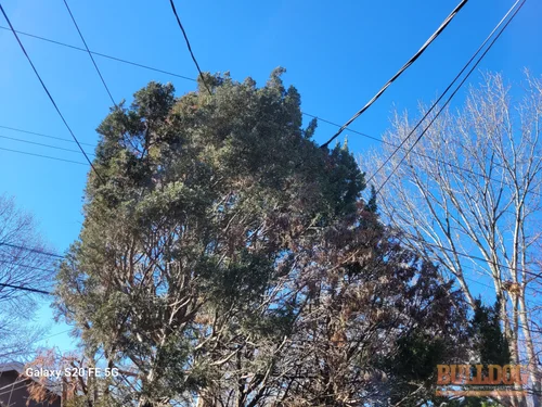 Tree Trimming Near Power Lines In Kansas City, MO: A Guide